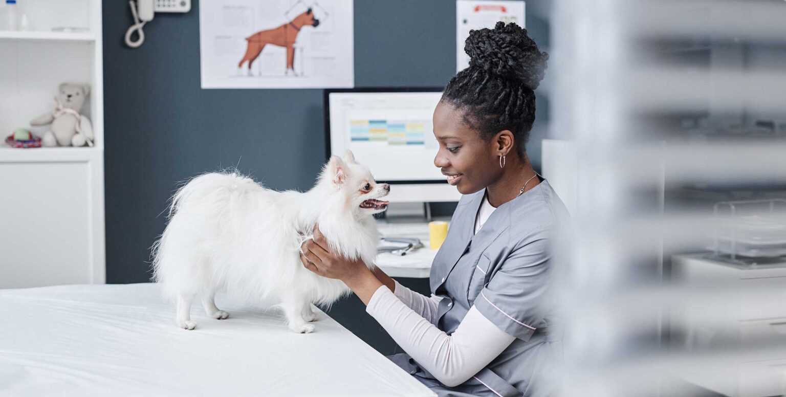 Vet Clinic in North Vancouver | Animal Hospital in North Vancouver