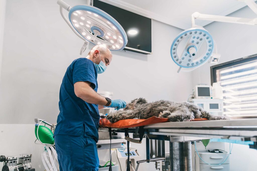 Pet Surgery | NorthCare- North Vancouver Animal Hospital & West Vancouver West Vancouver ...