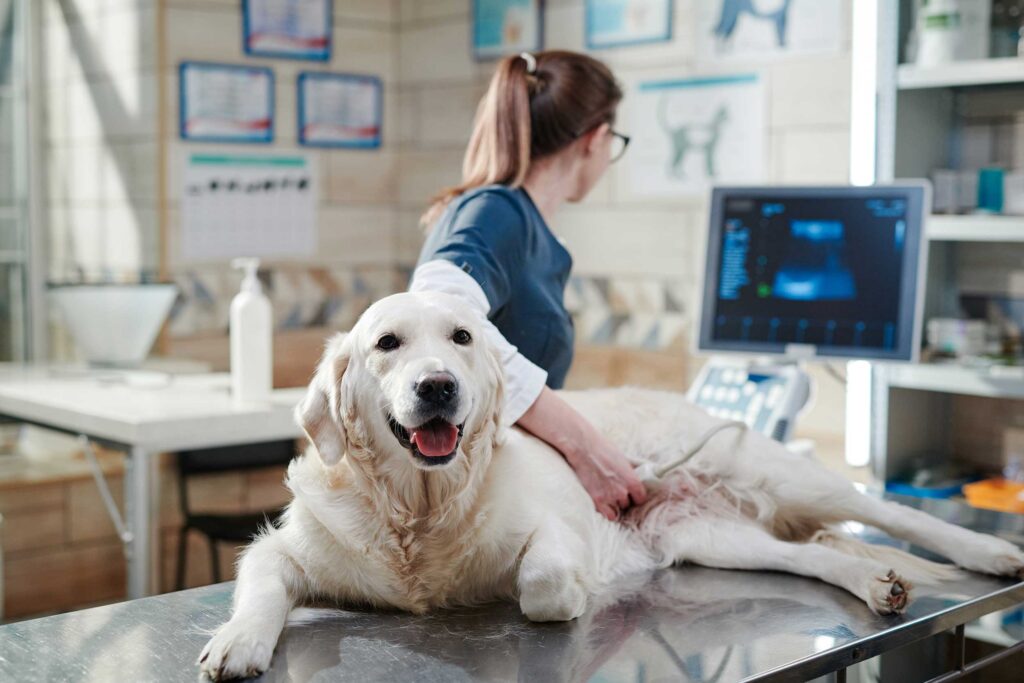 Pet imaging, x-rays, & ultrasound | NorthCare- North Vancouver Animal ...