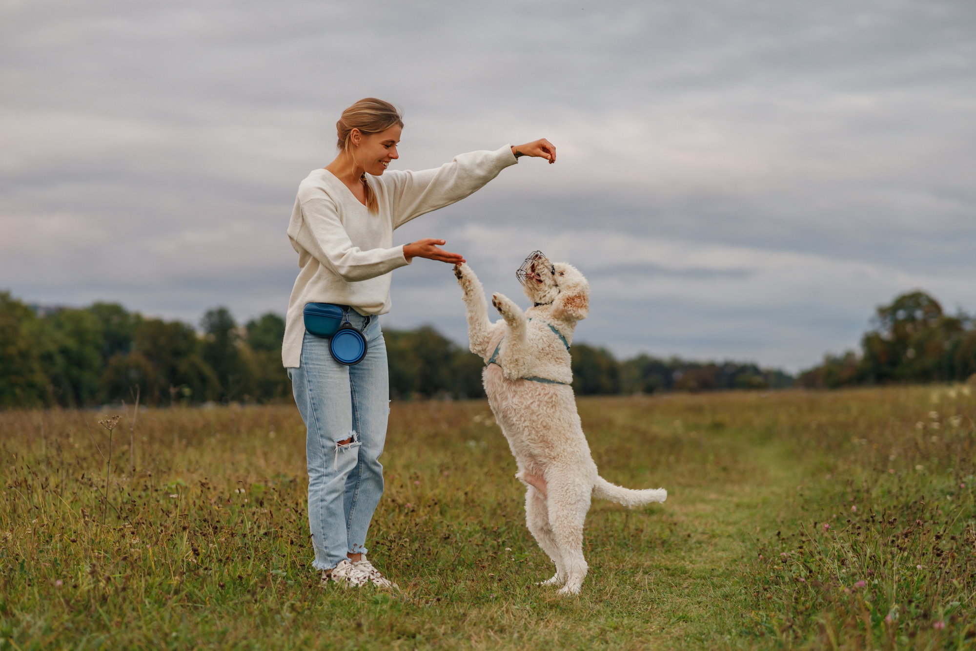 Common Dog Behaviour Problems and How Training Can Fix Them | NorthCare ...