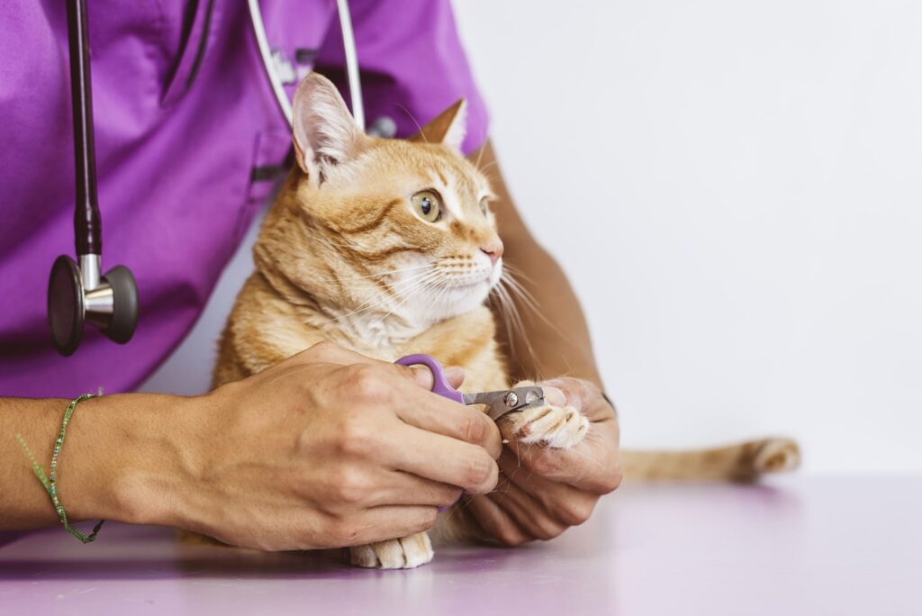 Seasonal Poison Risks for Dogs and Cats: Spring, Summer, and Holiday ...