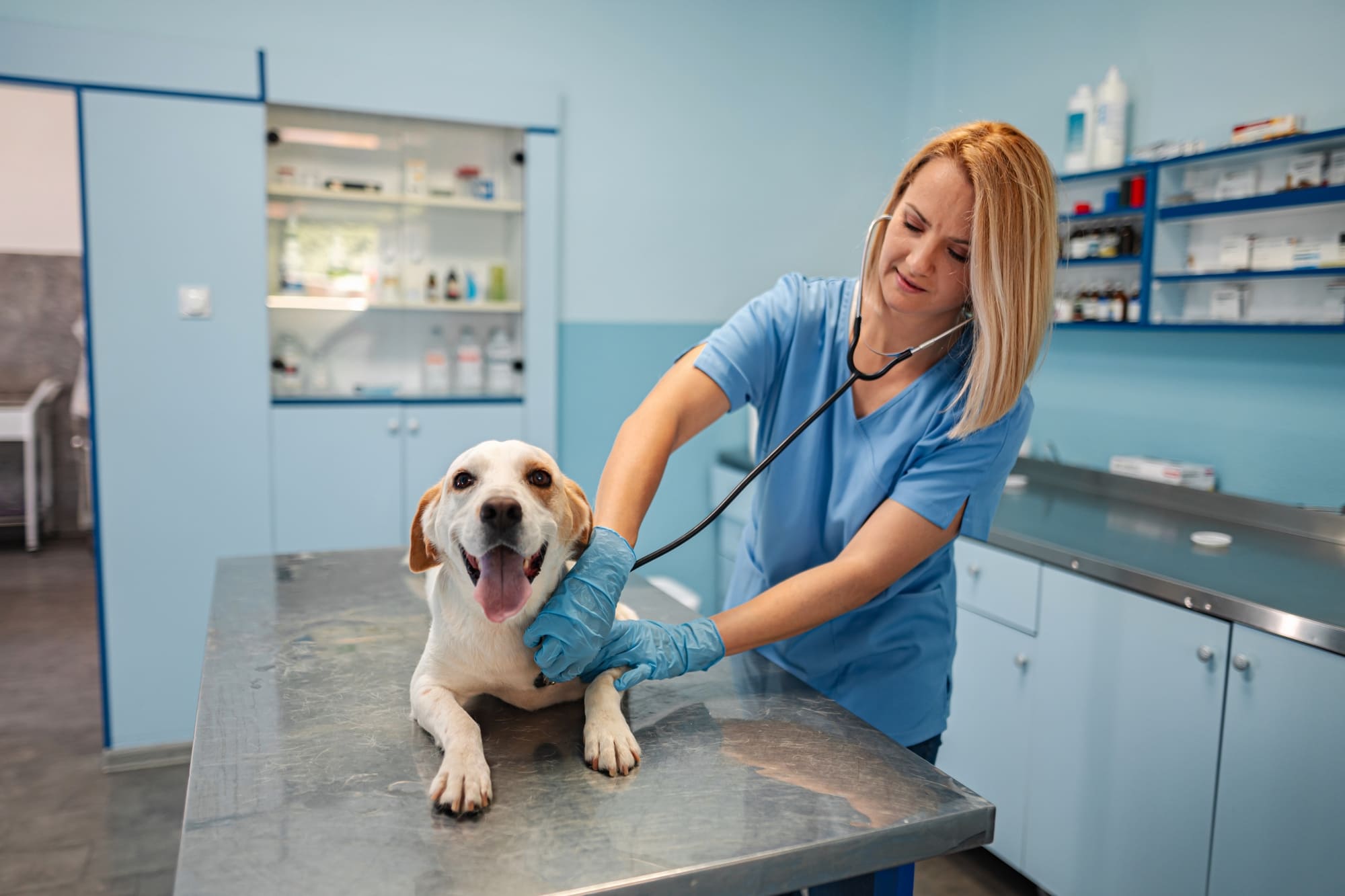 Dog Hit by a Car in West Vancouver: What to Do Immediately | NorthCare ...